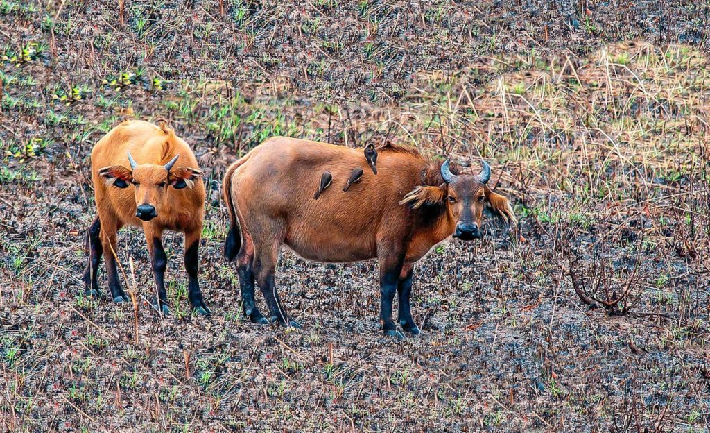 Découverte des parcs Nationaux du Gabon | Discover Afrika