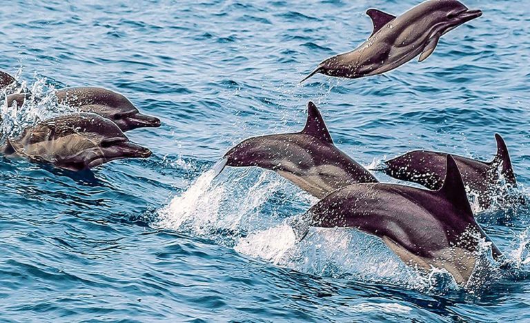 Découverte des parcs Nationaux du Gabon | Discover Afrika