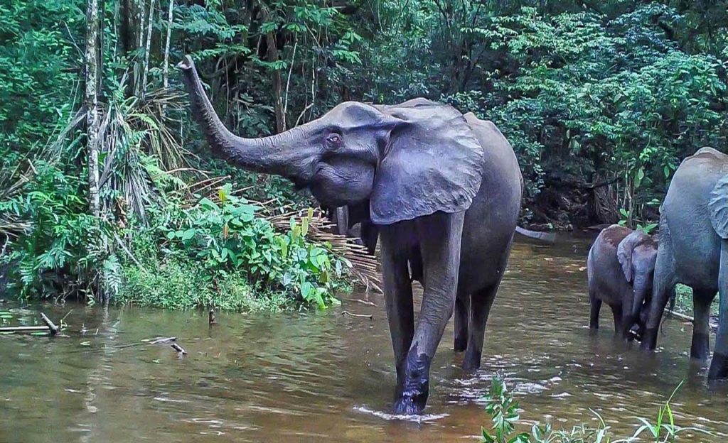 Découverte des parcs Nationaux du Gabon | Discover Afrika