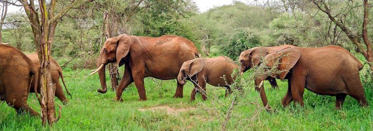 Discover all the Gabon National Parks | Discover Afrika
