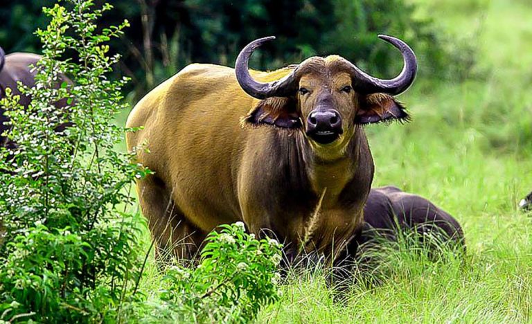 The African forest buffalo | Discover Afrika
