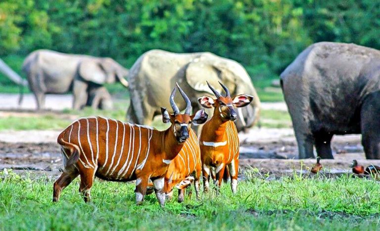 The African Forest Bongo | Discover Afrika