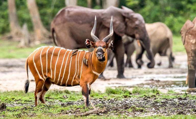 The African Forest Bongo | Discover Afrika