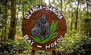 Discovery of Dzanga Sangha | Discover Afrika