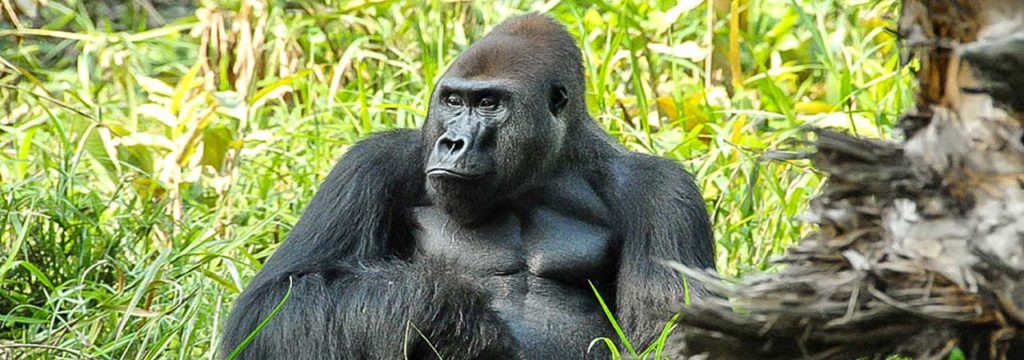 Western Lowland Gorilla | Discover Afrika