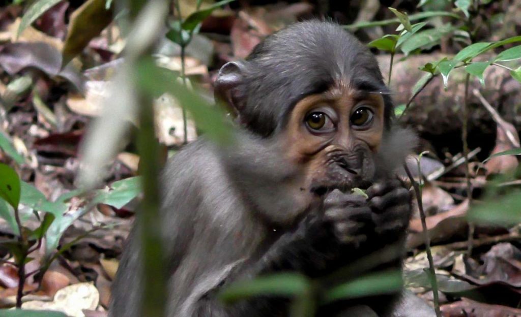 The agile Mangabey | Discover Afrika